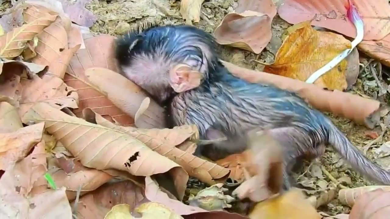 A Heartbreaking Sight as a Minutes Old Newborn Monkey Falls From a Very ...