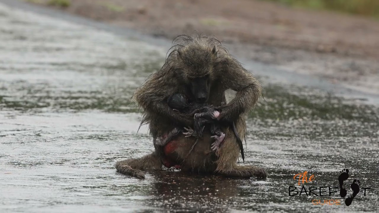 Hard and emotional task as a single mother monkey gives birth without ...
